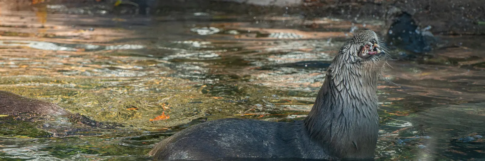 Home | Riverview Park and Zoo