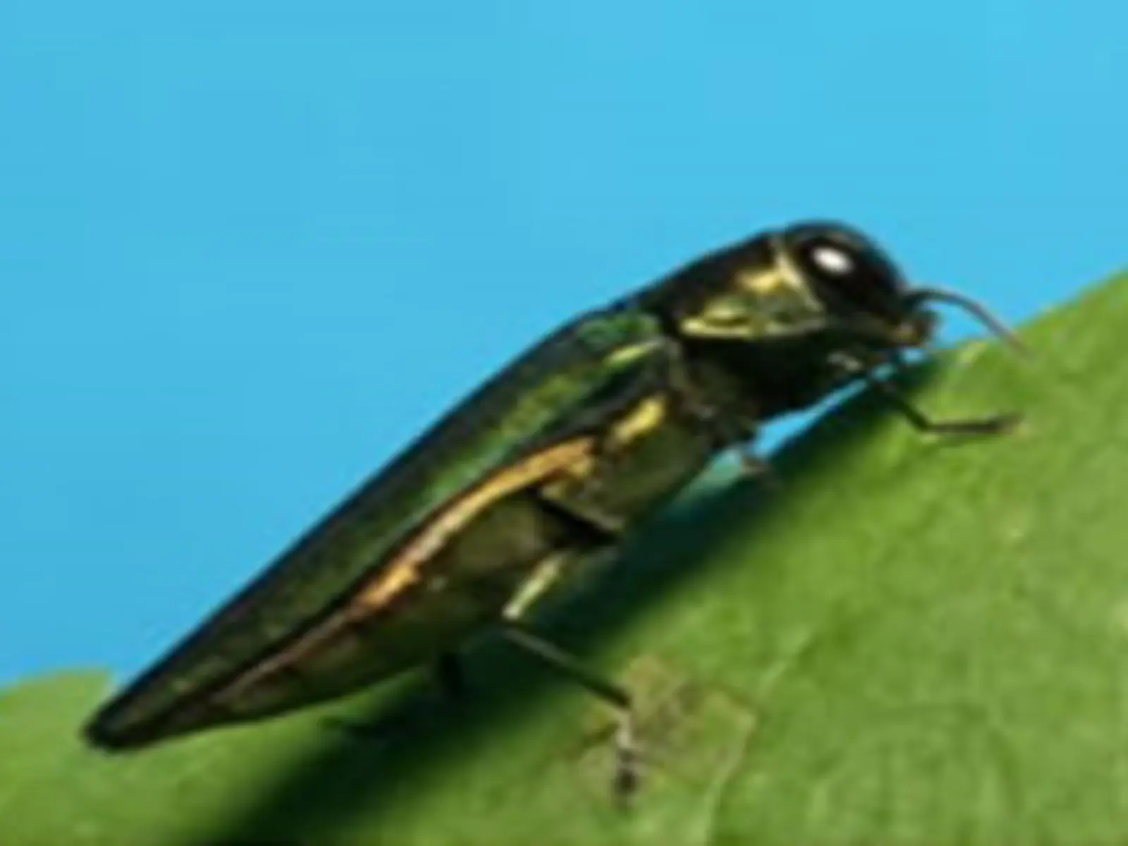 Invasive Plant Workshop | Riverview Park and Zoo